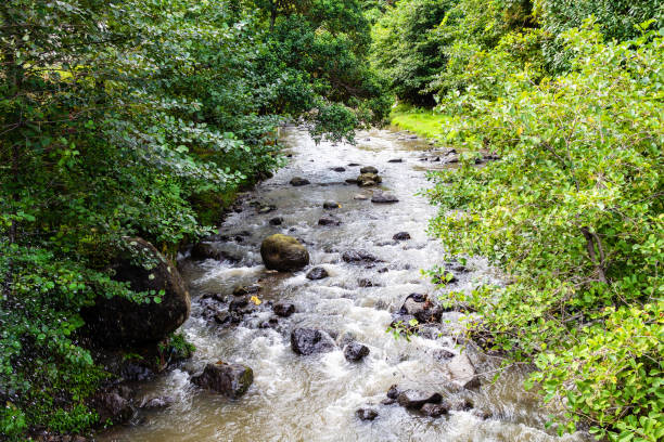 Free picture: small, river, brush