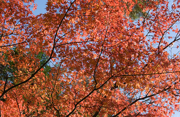 Momiji Pictures | Download Free Images on Unsplash