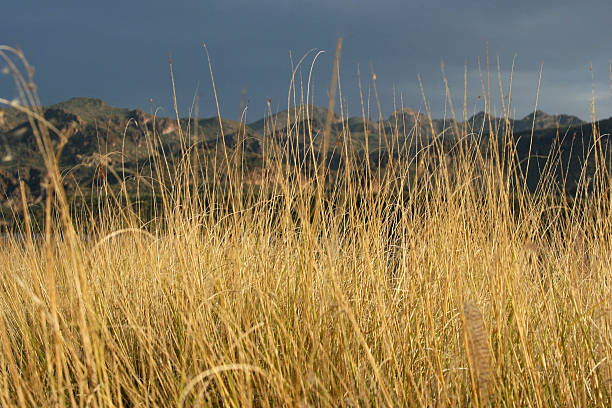 High Grass Pictures | Download Free Images on Unsplash
