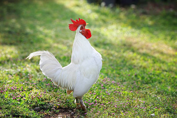 Rooster Crowing Pictures | Download Free Images on Unsplash