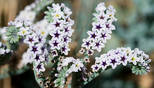 Heliotrope Pictures | Download Free Images on Unsplash