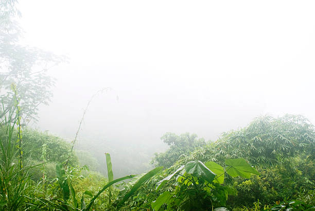 Free Stock Photo of Tangled rainforest vines | Download Free Images and ...