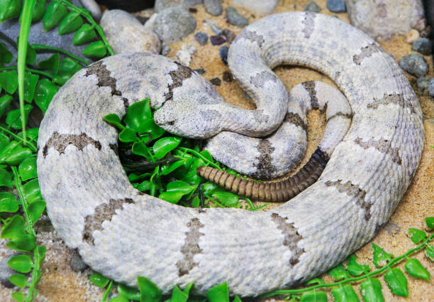Free picture: cross banded rattlesnake