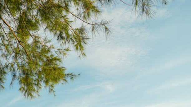 Free Stock Photo of Low angle view of a tall pine tree | Download Free ...
