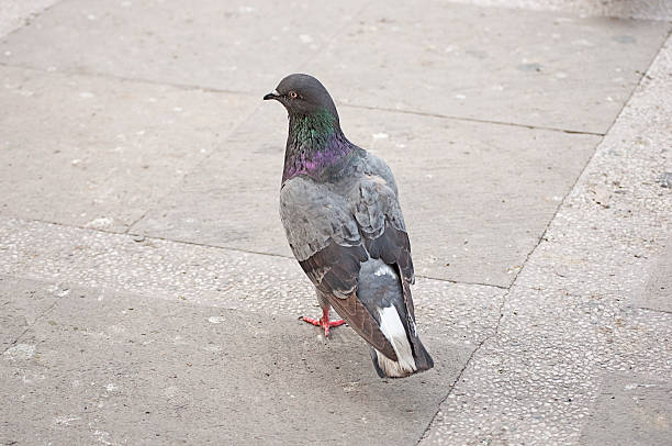 Pidgeon Pictures | Download Free Images on Unsplash