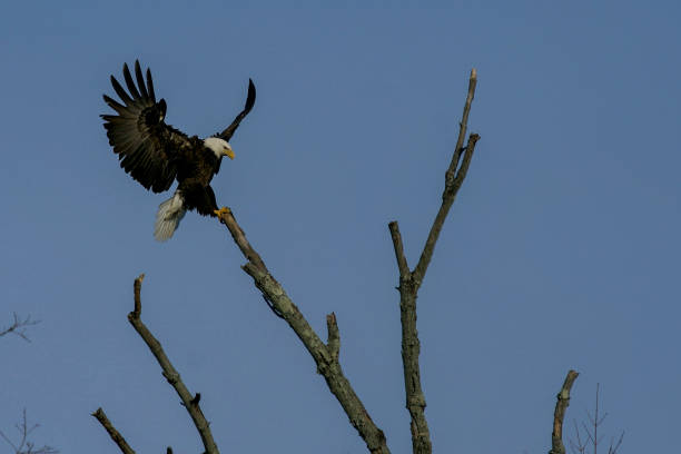 Free picture: bald, eagle, tree, top