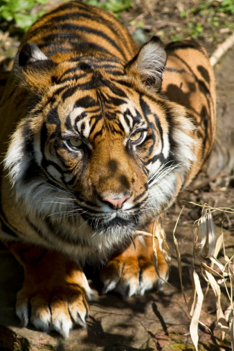 Harimau Jantan Bersembunyi Di Semaksemak Foto Stok Unduh Gambar Sekarang Alam Belang Pola