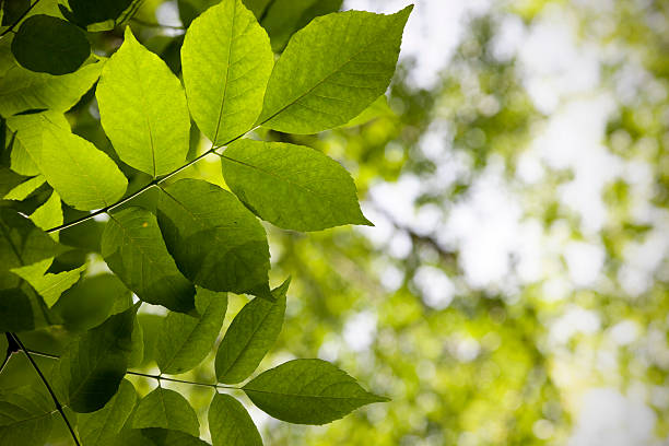 Ash Tree Pictures | Download Free Images on Unsplash