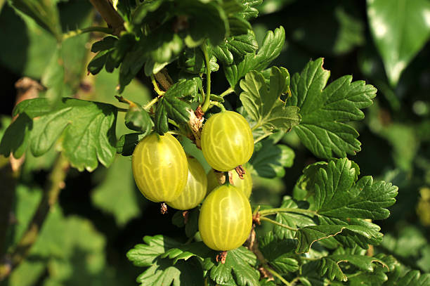 Gooseberry Pictures | Download Free Images on Unsplash