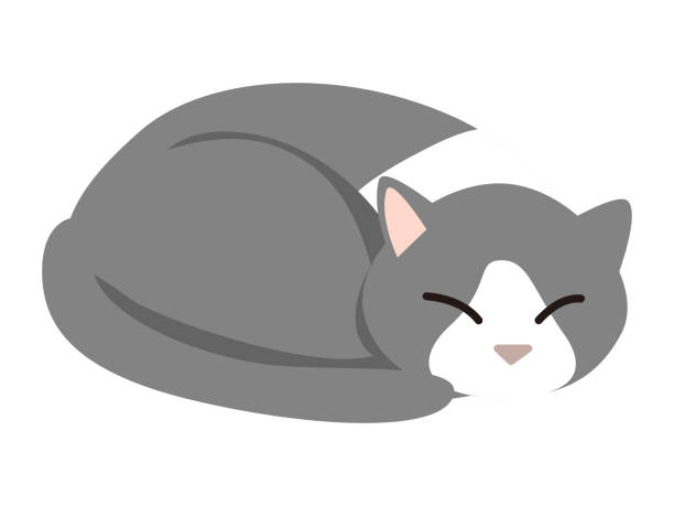 870+ Cat Curled Up Stock Illustrations, Royalty-Free Vector Graphics ... 870+ Cat Curled Up Stock Illustrations, Royalty-Free Vector Graphics ...