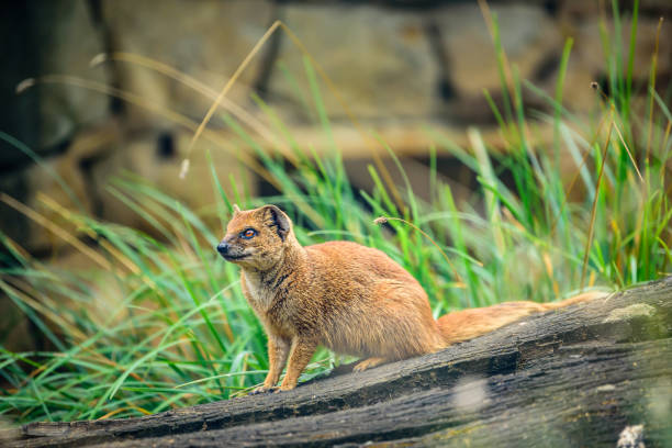 140+ Inquisitive Red Meerkat Stock Photos, Pictures & Royalty-Free ... 140+ Inquisitive Red Meerkat Stock Photos, Pictures & Royalty-Free ...