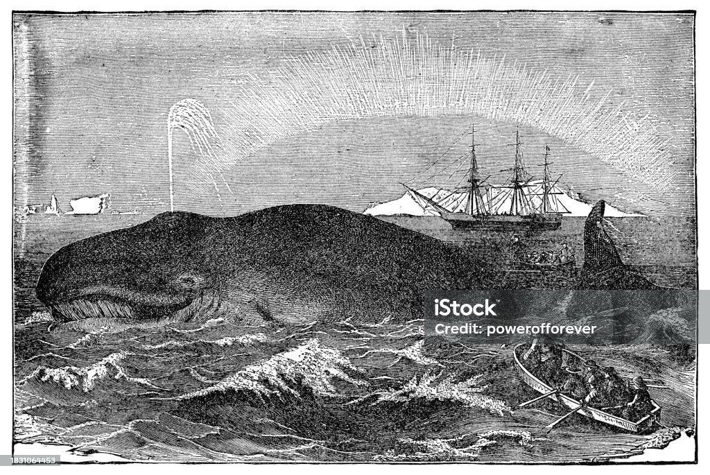 Whalers Hunting A Bowhead Whale 19th Century Stock Illustration