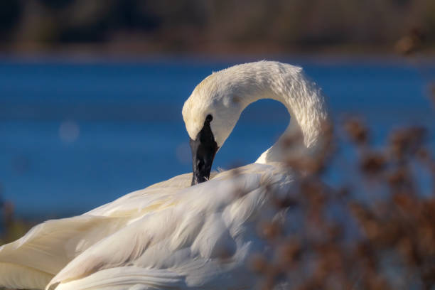 Free picture: biologist, capture, trumpeter, swan, banding
