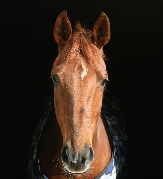 Horse Head Front View Horse Head Front View