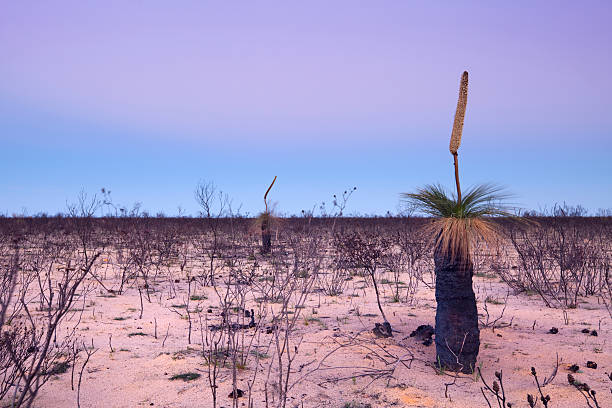 Free picture: blackboy, trees