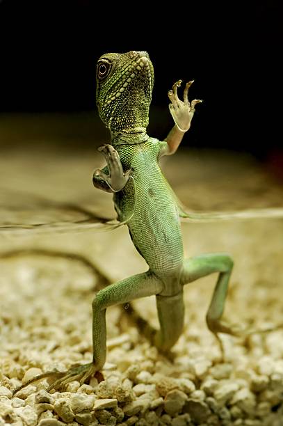 Lizard Push Ups Yard - Free photo on Pixabay