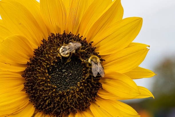 Free picture: close-up, insect, sunflower, agriculture, yellow, flower ...