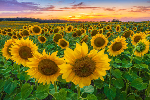 10,000+ Free Sunflowers & Sunflower Field Images - Pixabay 10,000+ Free Sunflowers & Sunflower Field Images - Pixabay