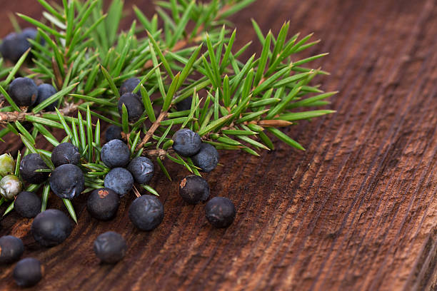Juniper Berry Pictures | Download Free Images on Unsplash