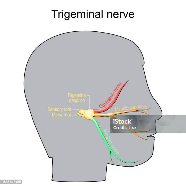 Trigeminal Neuralgia Cranial Nerve Stock Illustration - Download Image ... Trigeminal Neuralgia Cranial Nerve Stock Illustration - Download Image ...