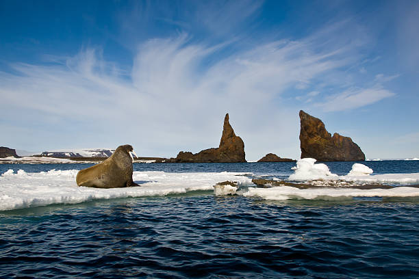 Free picture: walrus, pair, rocky, beach