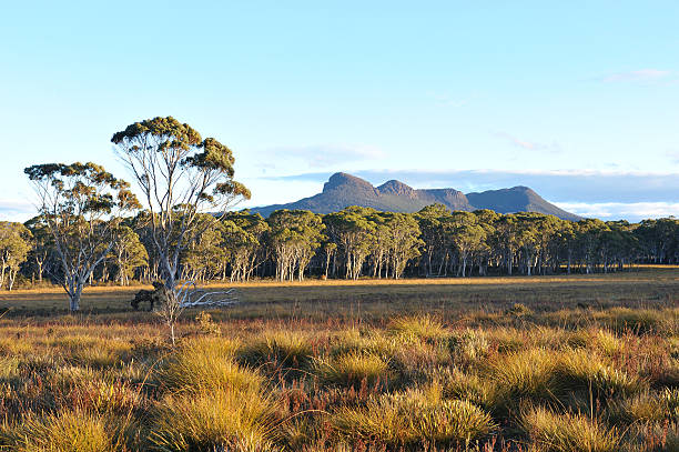 500+ Australian Bush Pictures [HD] | Download Free Images on Unsplash