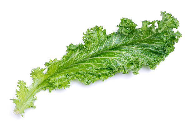 Mustard Greens Pictures | Download Free Images on Unsplash