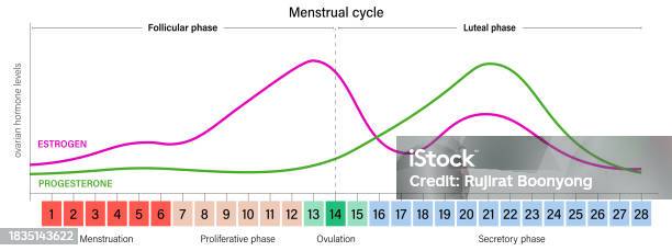 Menstrual Cycle Ovarian Hormone Levels Chart Vector Estrogen And ... Menstrual Cycle Ovarian Hormone Levels Chart Vector Estrogen And ...