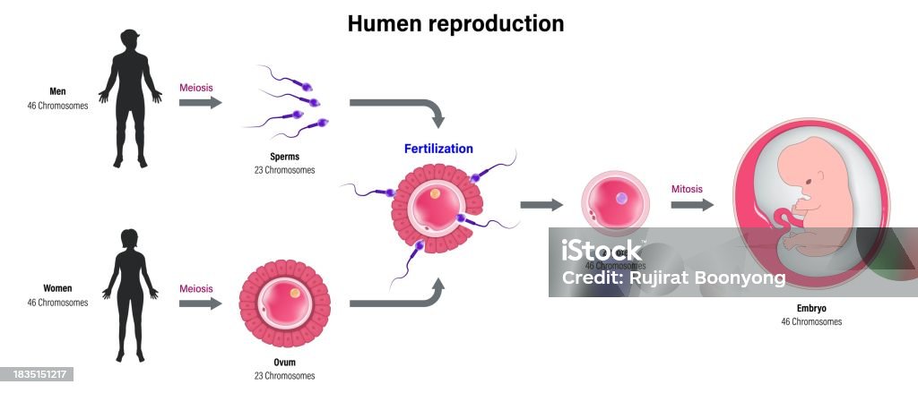 Human Reproduction Process Human Fertilization Reproductive Cell Sperm