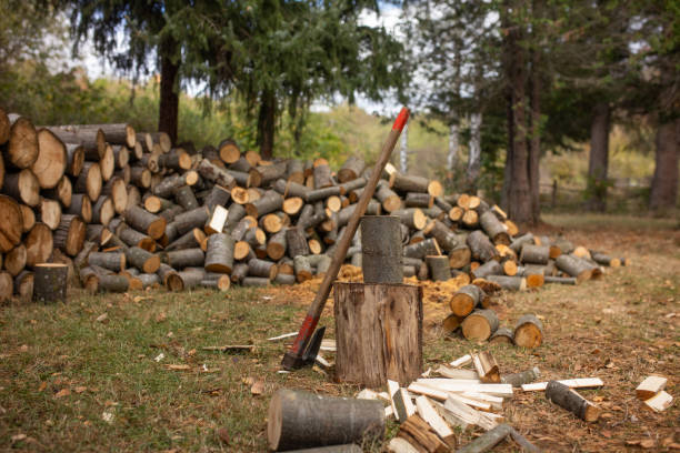 Free Stock Photo of Axe lodged in a log at a forest campsite | Download ...