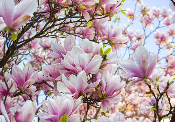 3,000+ Free Magnolia & Magnolia Flower Images - Pixabay