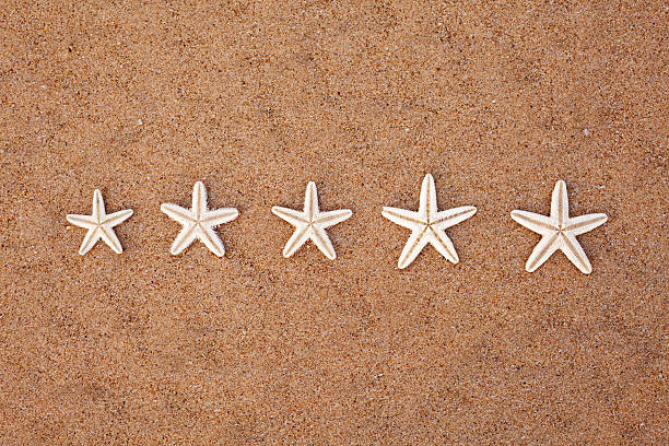 Free Stock Photo of Five shells | Download Free Images and Free ...