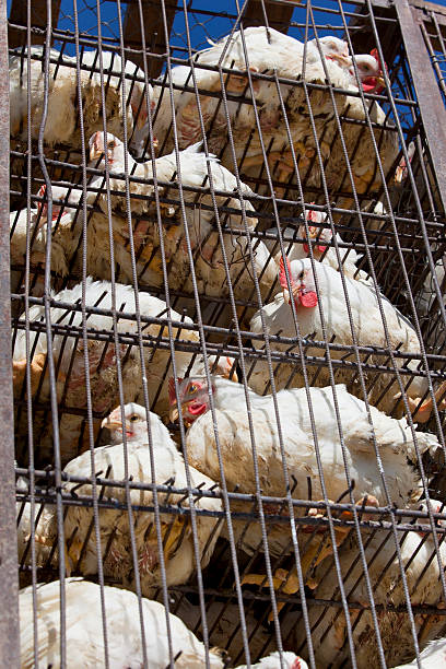Factory Farm Pictures | Download Free Images on Unsplash