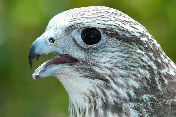 10+ Free Gyrfalcon & Falcon Photos - Pixabay