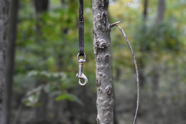 Free Stock Photo of Dog Tied to Tree on Leash | Download Free Images ...