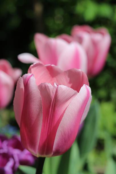 Tulipe Pictures | Download Free Images on Unsplash