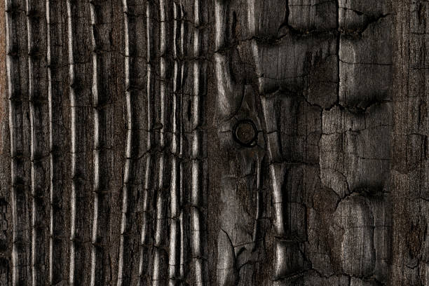 Free picture: Texture of burnt tree bark