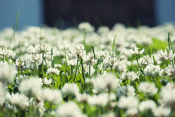 Flovers Pictures | Download Free Images on Unsplash