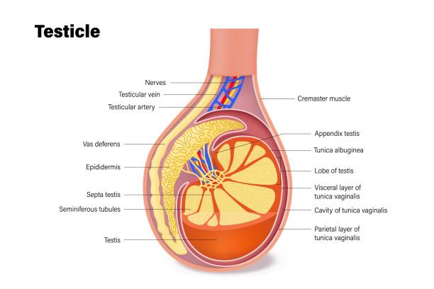 50 Testicular Anatomy Stock Illustrations Royalty Free Vector