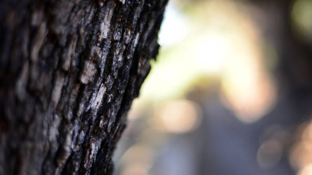 Free Stock Photo of Glow Nature Shows Tree Trunk And Blazing | Download ...