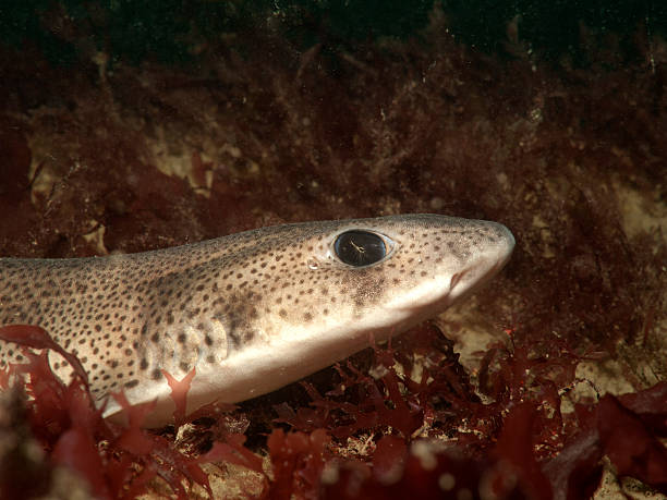 Free picture: bowfin, fish, image
