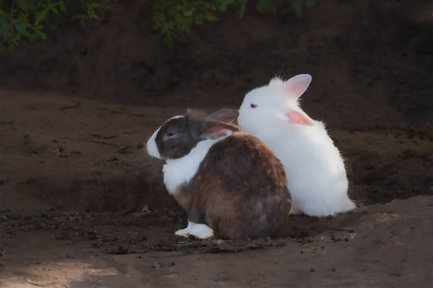 Free picture: Illustration of three white bunny rabbits in beige ...