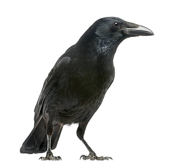 500+ Crow Pictures [HD] | Download Free Images on Unsplash