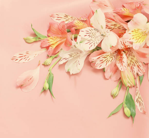 270.300+ Peach Color Fotografías de stock, fotos e imágenes libres de ... 270.300+ Peach Color Fotografías de stock, fotos e imágenes libres de ...