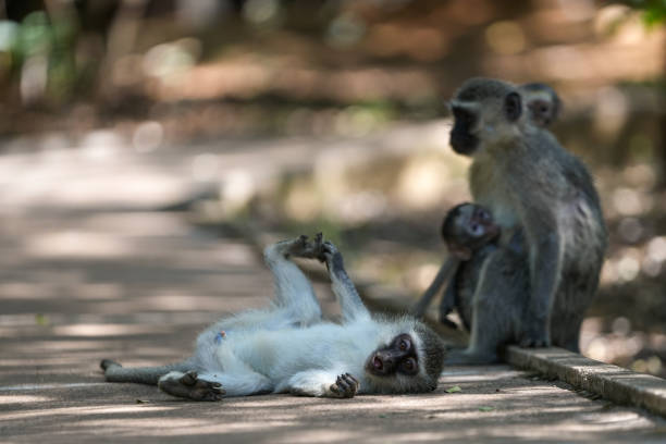 Free Stock Photo of Small Monkey Laying Down on the Ground | Download ...