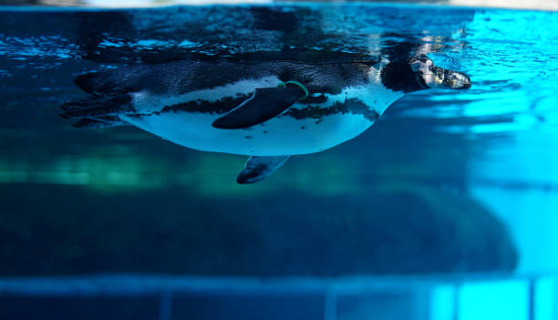 Free Stock Photo of Penguin Swimming in Pool of Water | Download Free ...