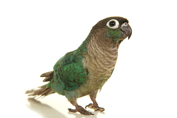 Conure Pictures | Download Free Images on Unsplash