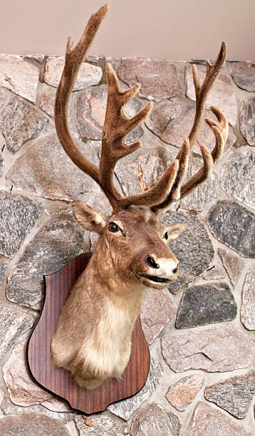 1000 Deer Head Wall Fotografías De Stock Fotos E Imágenes Libres De