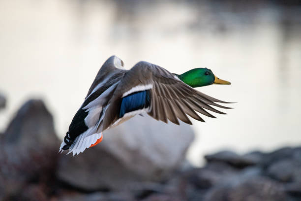 Mallard Duck Bird - Free photo on Pixabay