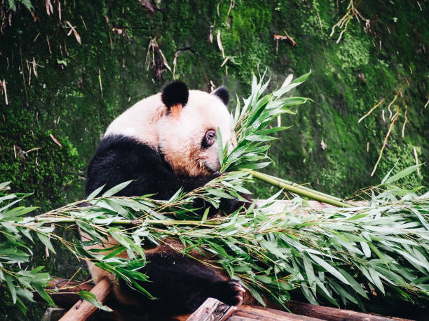 Free Stock Photo of Panda eating bamboo leaves in a tree | Download ...